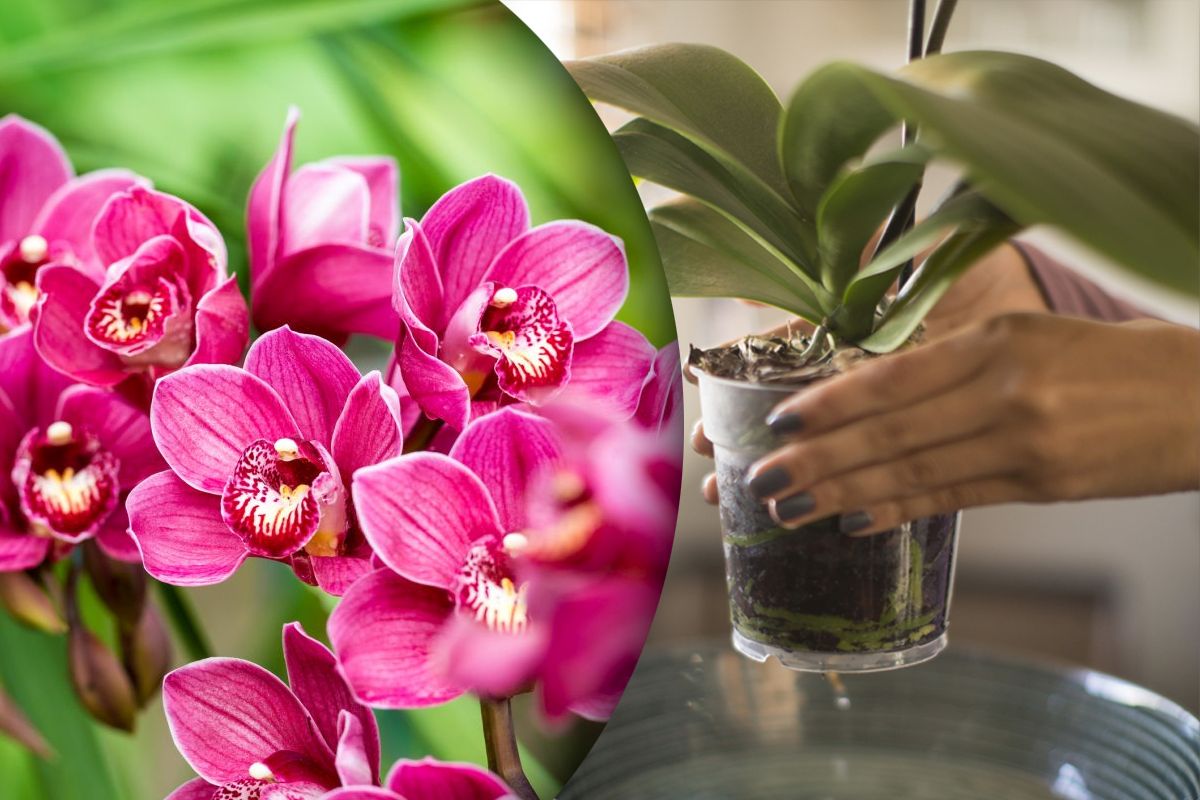 Soluția care va ajuta orhideele să facă flori colorate