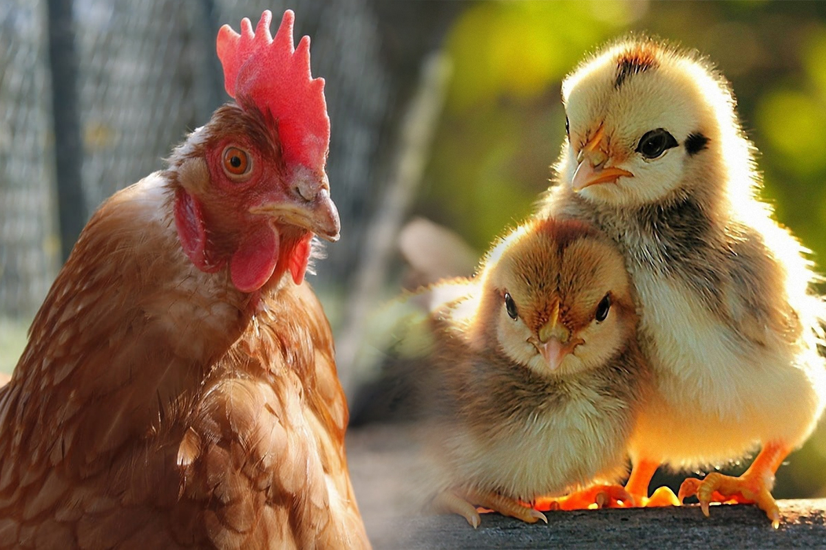 Ce trebuie să le dai puilor de găină să mănânce. Secretul fermierilor ca să crească mari și ...