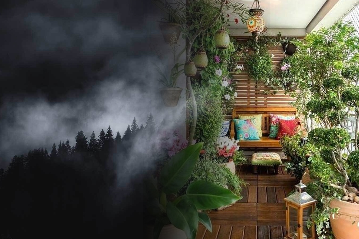 Flori de apartament rezistente la întuneric. 8 plante care aduc frumusețe și culoare în orice ...